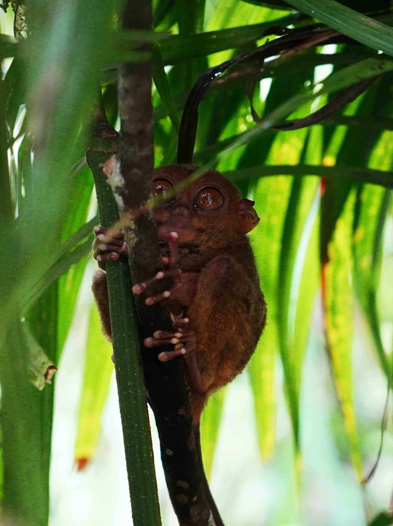 Que faire à Bohol aux Philippines 2023 - chocolate hills - tarsier ...